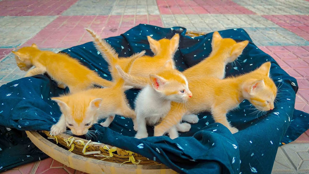 Crazy kittens funny moments - YouTube