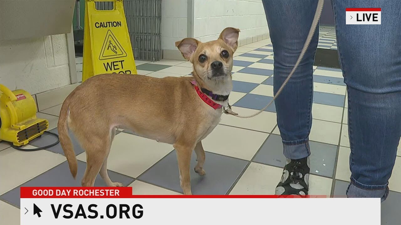ARC Rochester: Verona St Animal Shelter, Preacher Lawson (12/27/2024 ...