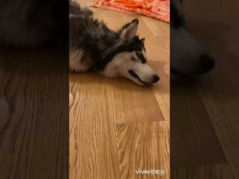 SİBİRYA KURDU KÜSMESİ / BANYO SONRASI ŞIMARIK HUSKY