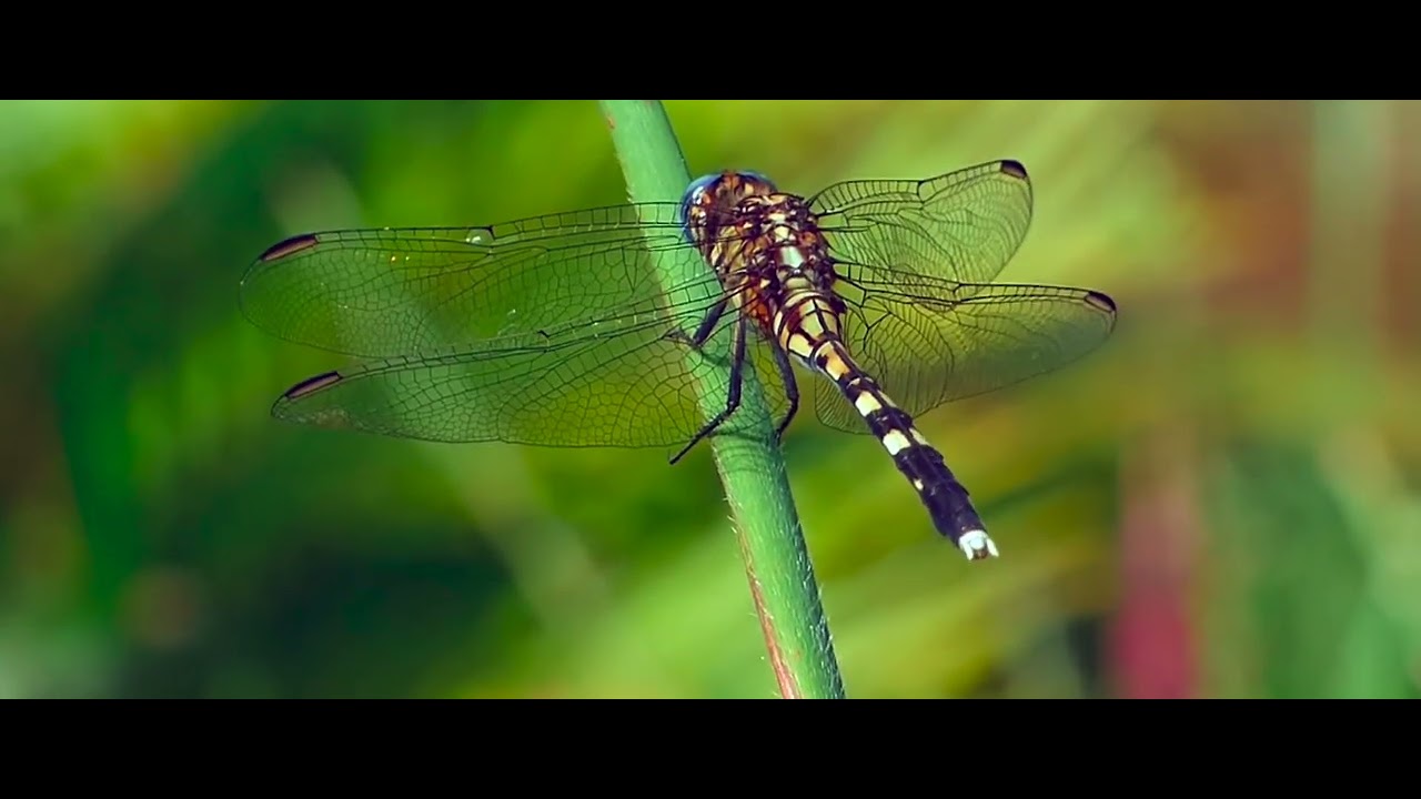 Free No Copyright Video || Dragonfly | No Copyright Video. - YouTube