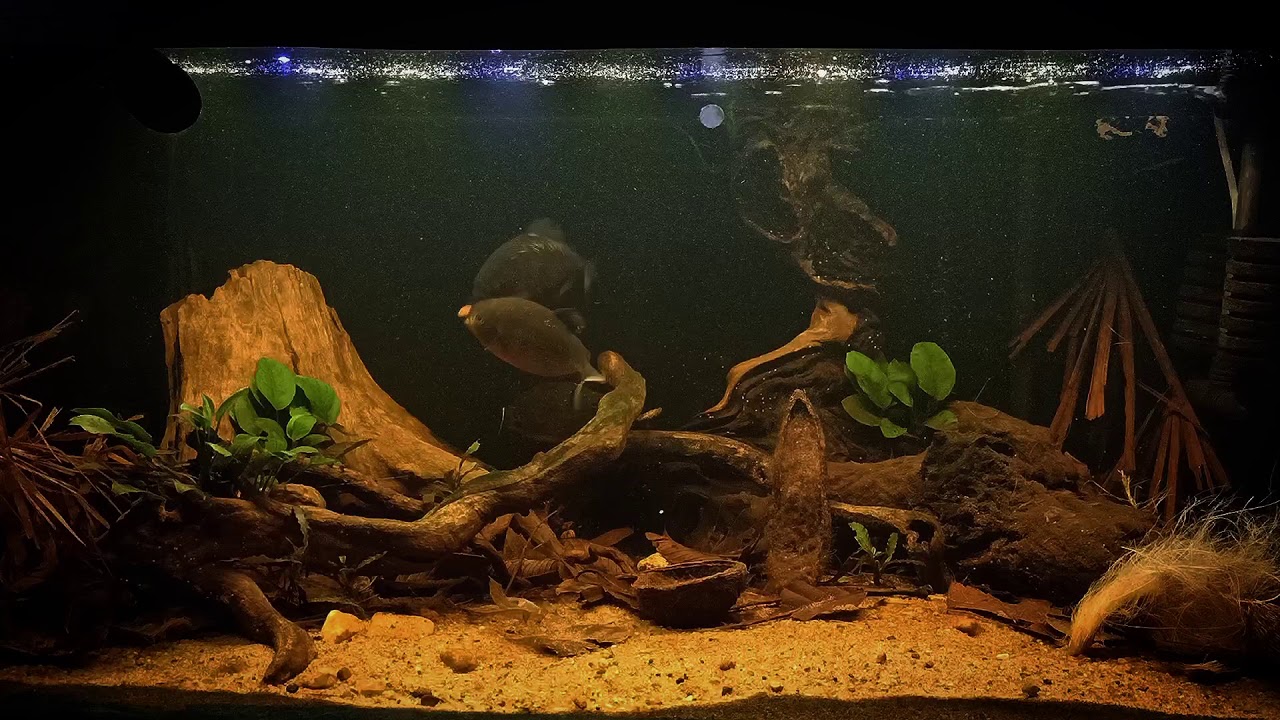 Piranha Fish Tank Setup