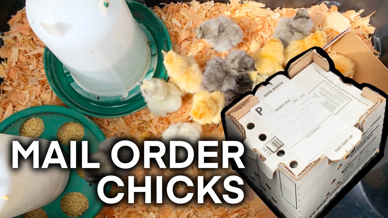 20 SILKIE CHICKS CAME IN THE MAIL!!! HOOVER’S HATCHERY | MAIL ORDER ...