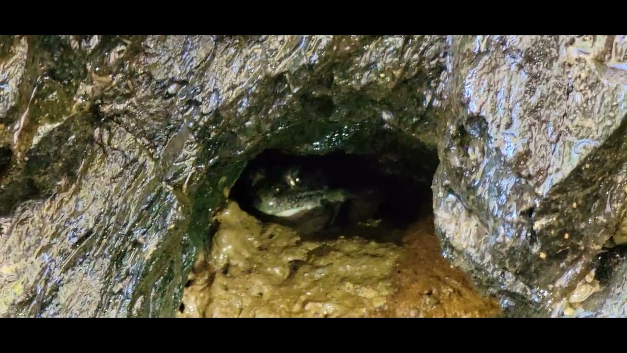 More Frogs In Old Blue Ridge Train Tunnel In Virginia! - YouTube