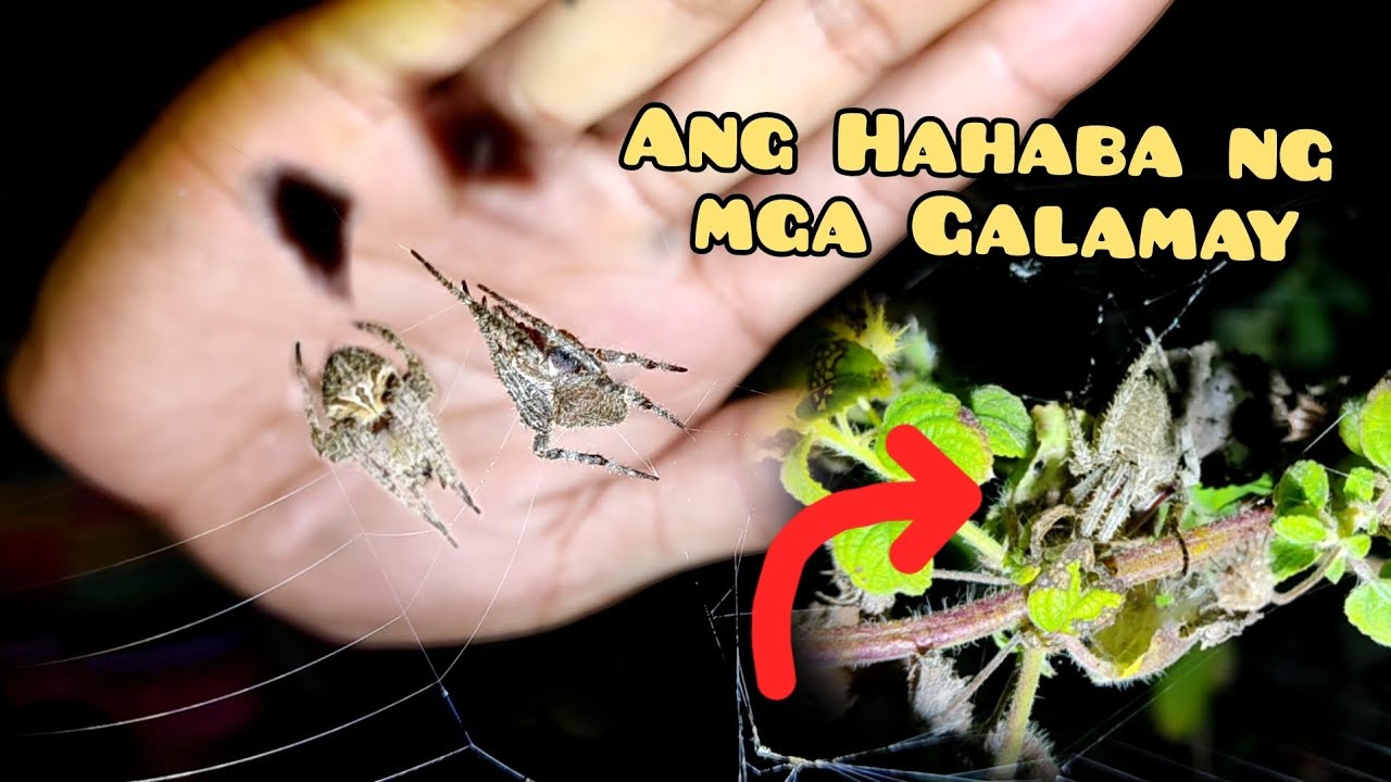 Ep14 - Part1- Siquijor Spider Night Hunting - YouTube