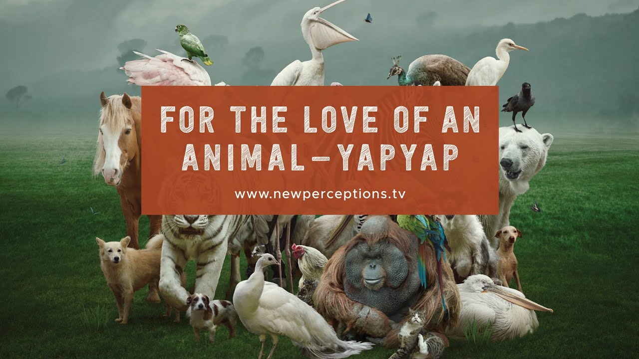 For the Love of an Animal: YapYap - YouTube