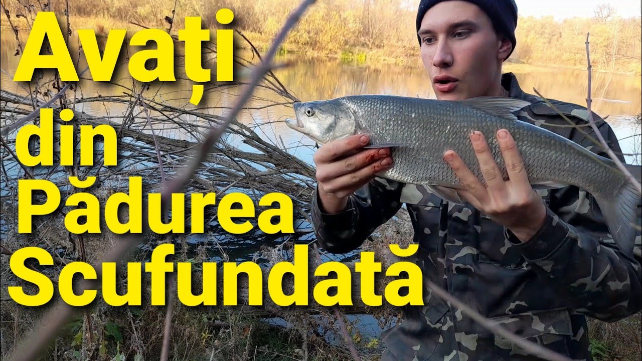 Adevăratul Pescuit pe Săbatic / Prut Pescuit la Avat între copaci ...