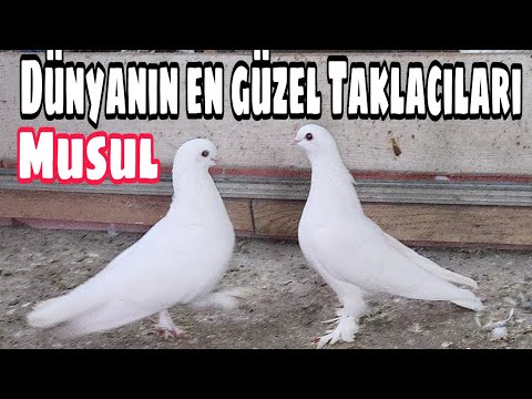 Dünyanın En Güzel Taklacı Güvercinleri.