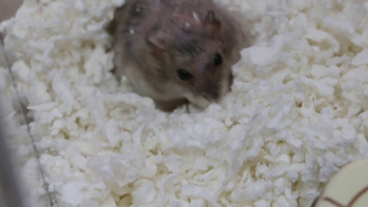 A 1-year-old female dwarf hamster has inflamed & flaky skin. What to do ...