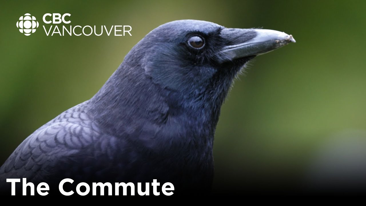 Thousands of crows flock to Burnaby every day to roost. Witness their ...