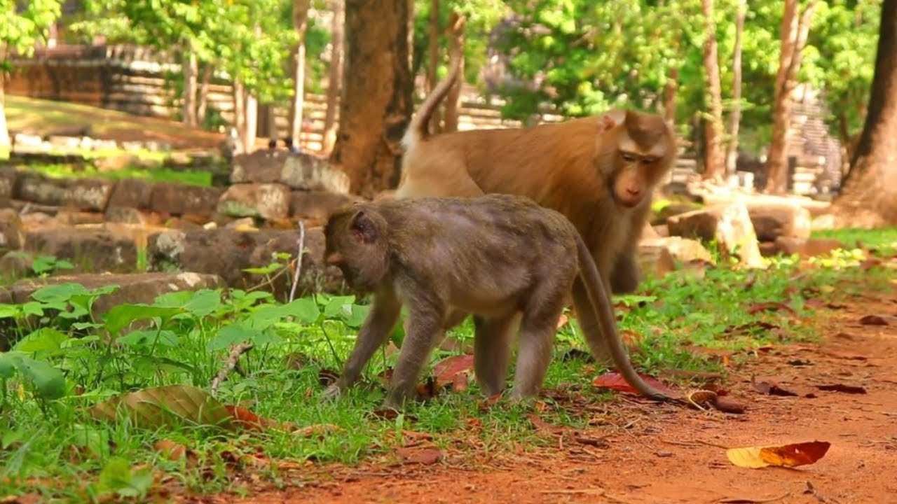 Pongo And Nanda | Monkey Tube - YouTube