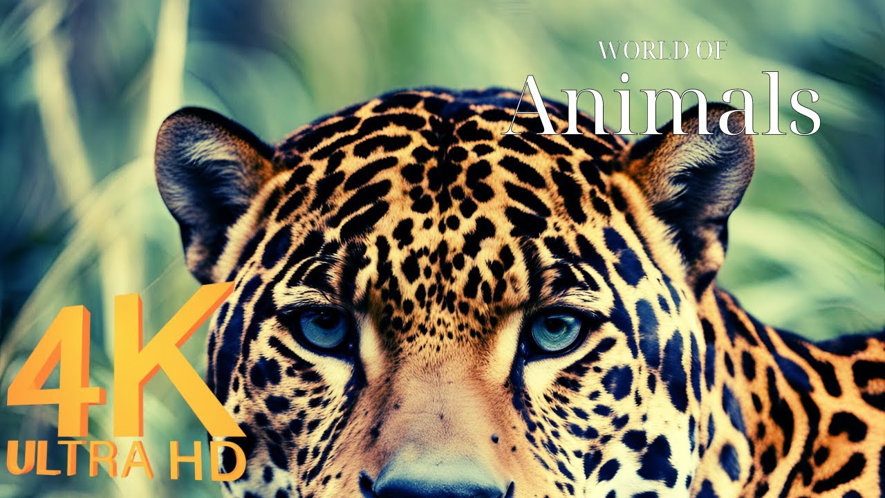 Amazing World Of Animals | BEST COLOR WILD ANIMALS 4K HDR 60FPS - YouTube