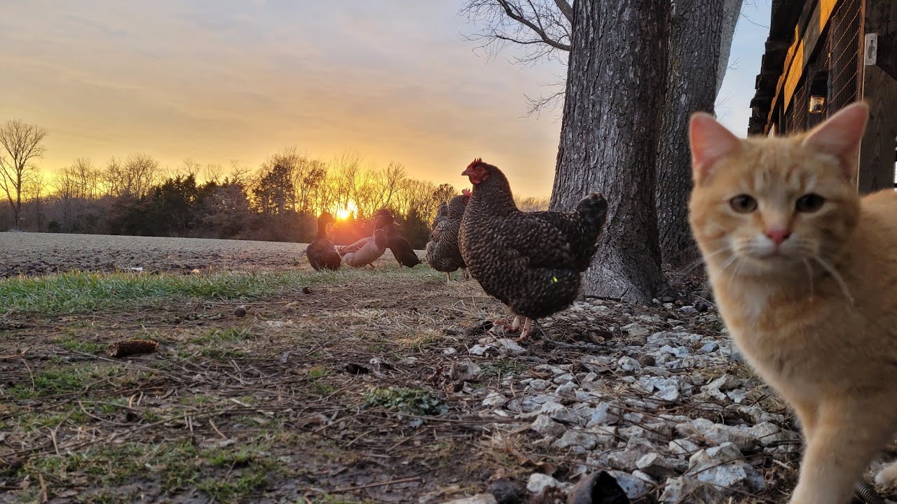Line Guy Farming is live! Join Us For Evening Chores!! #live #farm ...