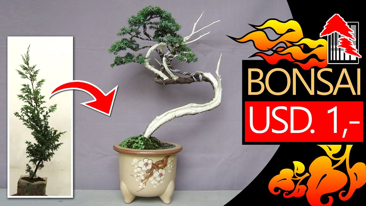 How to Make DIY Bonsai Art from 1 US Dollar Tree Only by Tedy Boy of ...