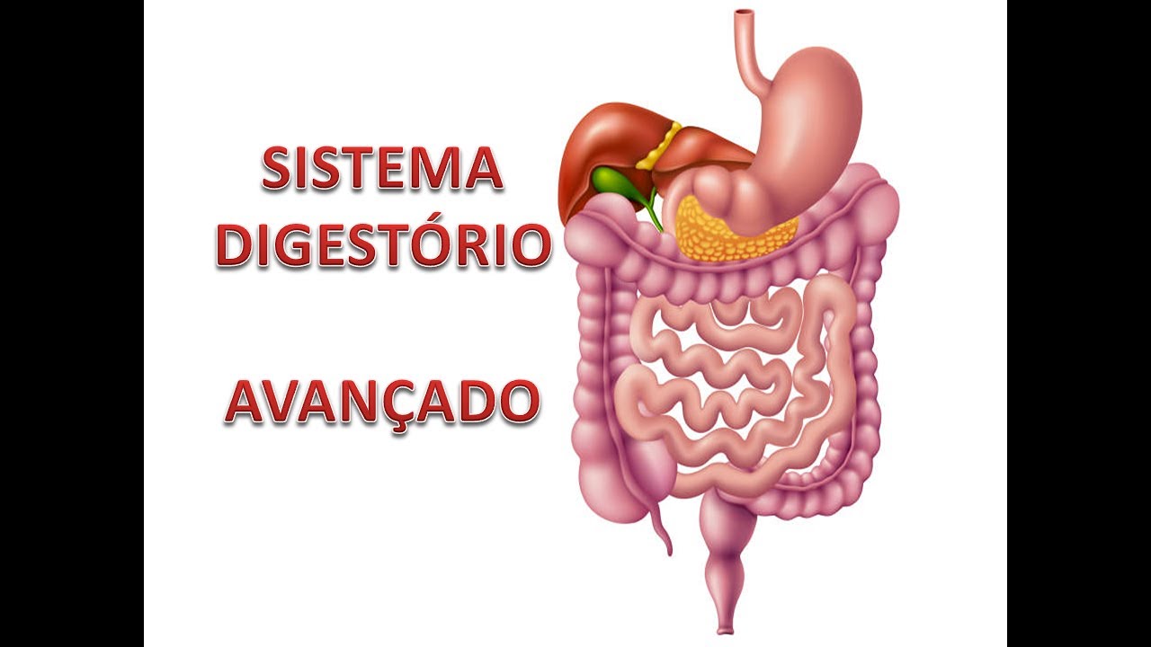 Web- aula - Sistema Digestório - Intestino delgado e grosso. - YouTube