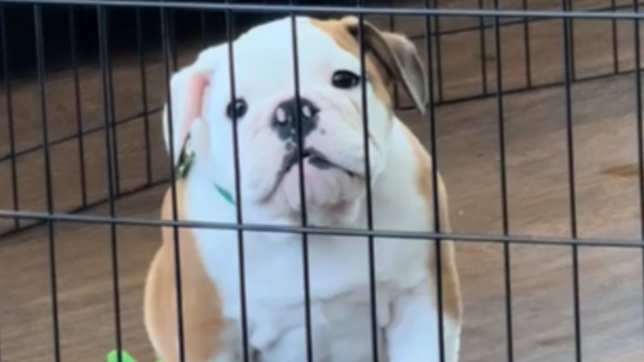 This 90lb Bulldog Was Called a Monster — What He Did at 1130 PM Changed ...