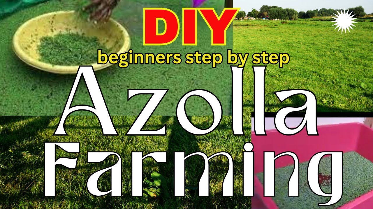 DIY Azolla farming | azolla for beginners guide - YouTube