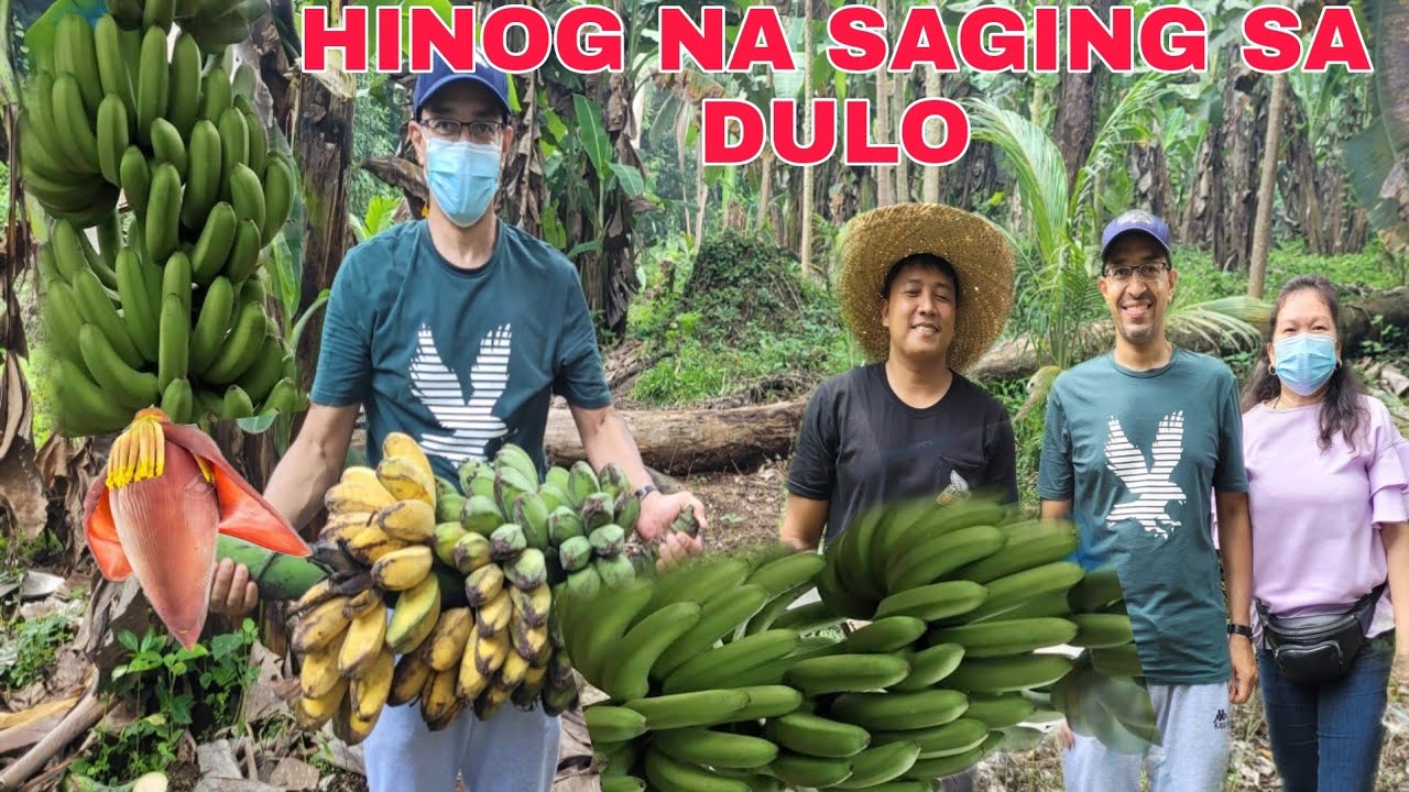 KAIBIGANG ARABO SINUBUKANG MAG HARVEST NG HINOG NA SAGING - YouTube