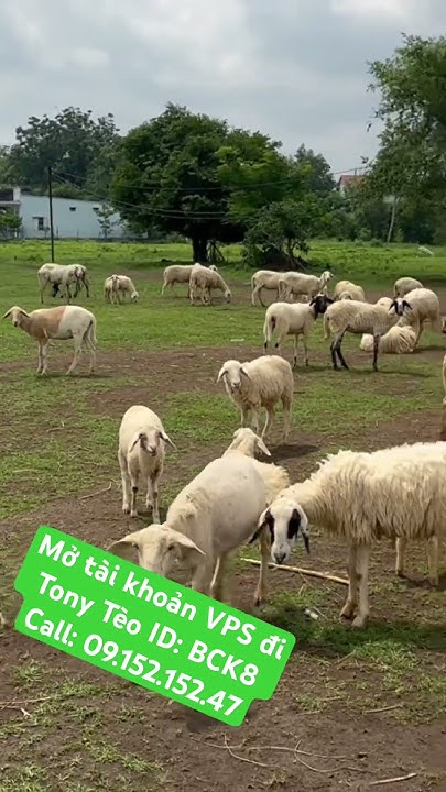 Đnag quay đàn cừu trắng cái xuất hiện con cừu xanh - YouTube