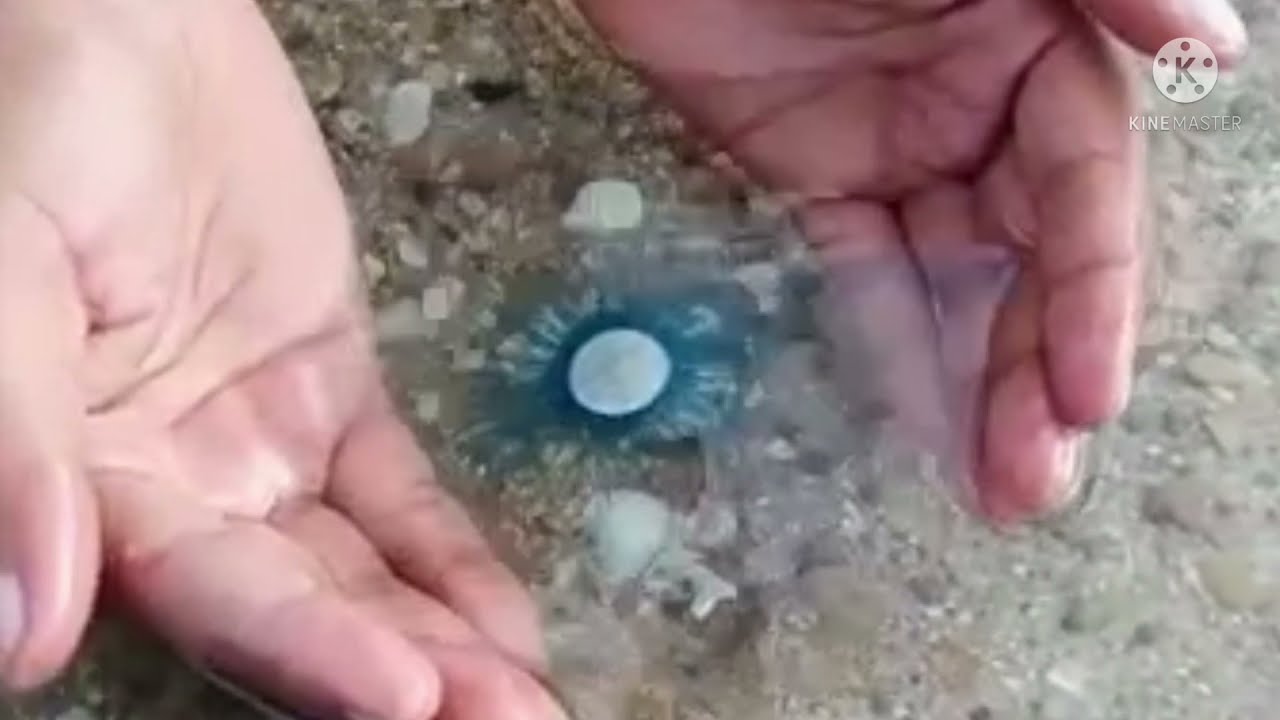 Blue button jelly fish (Porpita porpita) - YouTube