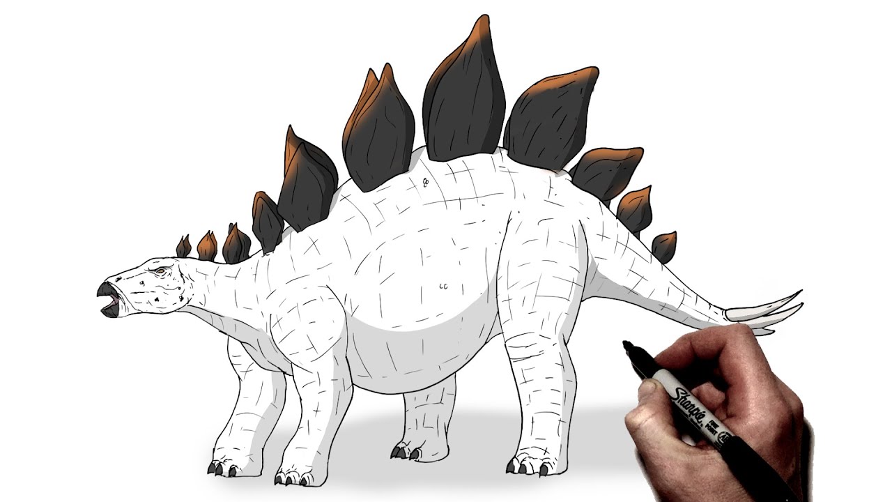 How To Draw Stegosaurus | Step By Step | - YouTube