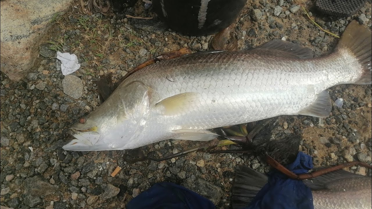 මොදා modha fish #fish #sri lanka #fishing - YouTube