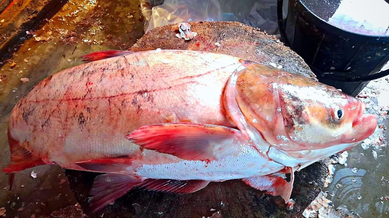 "Giant BigHead Carp Fillet: How to Clean and Cutting the Bighead Carp ...