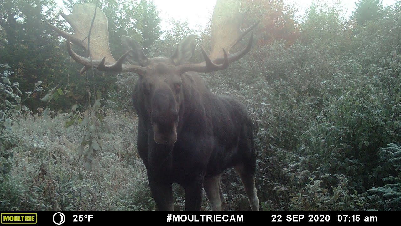 Moose calling and moose barks in Maine - YouTube