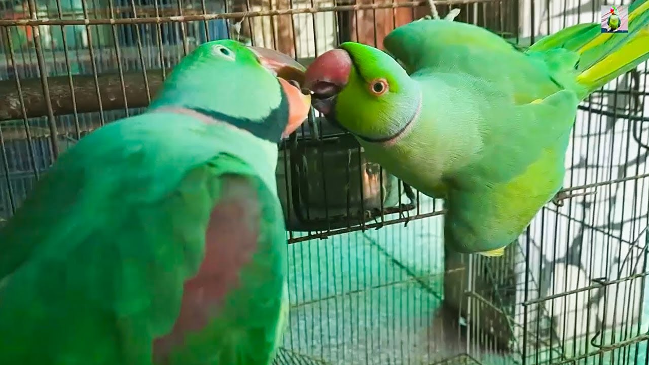 Funny Talking Parrots - YouTube