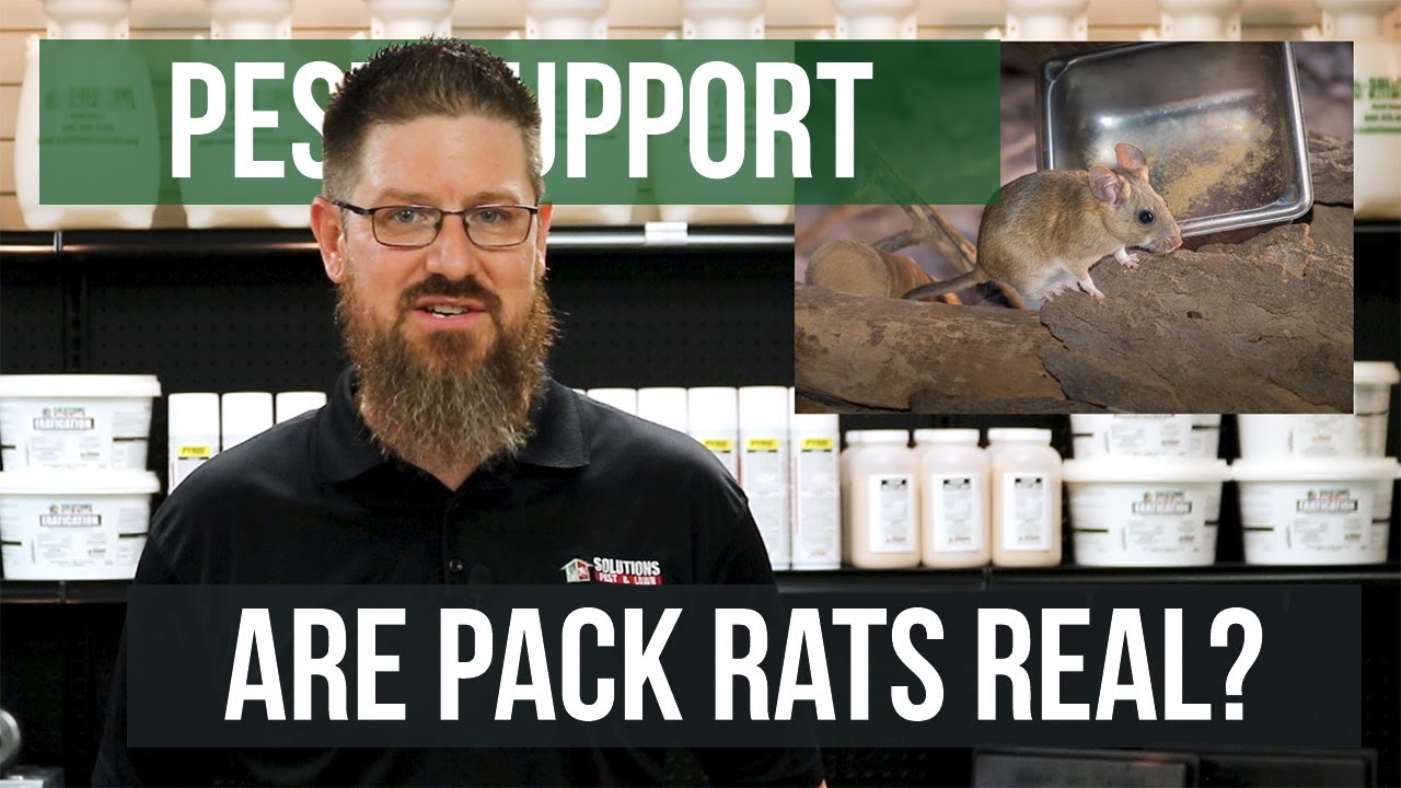 Is a Pack Rat a Real Rat? | Pest Support - YouTube