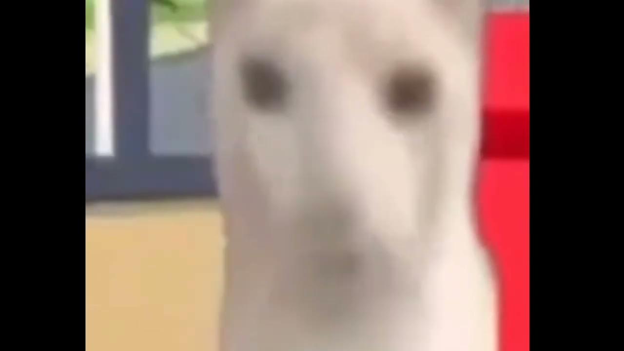 кот ест чипсы мем Youtube