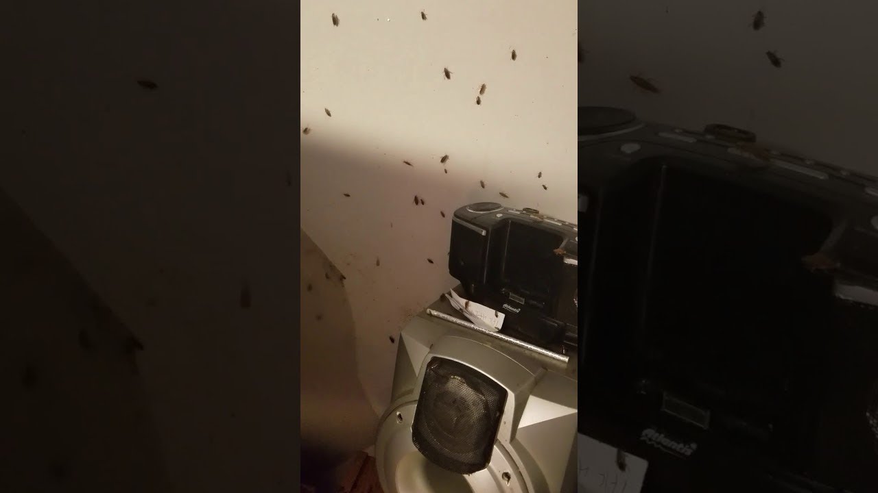 Terrible Roach Infestation || ViralHog - YouTube