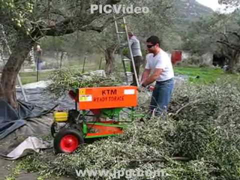 olive gathering machine - YouTube