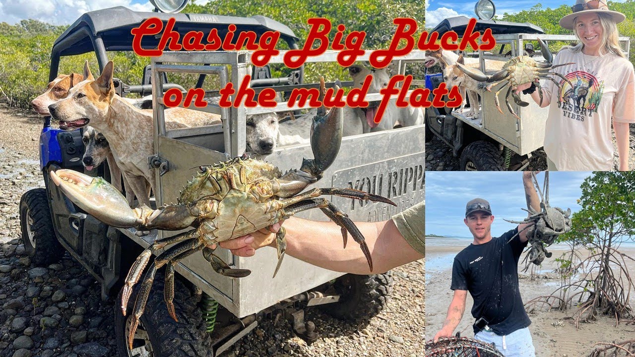 Chasing Big Bucks on the mud flats!! - Mud crabbing nth qld - YouTube