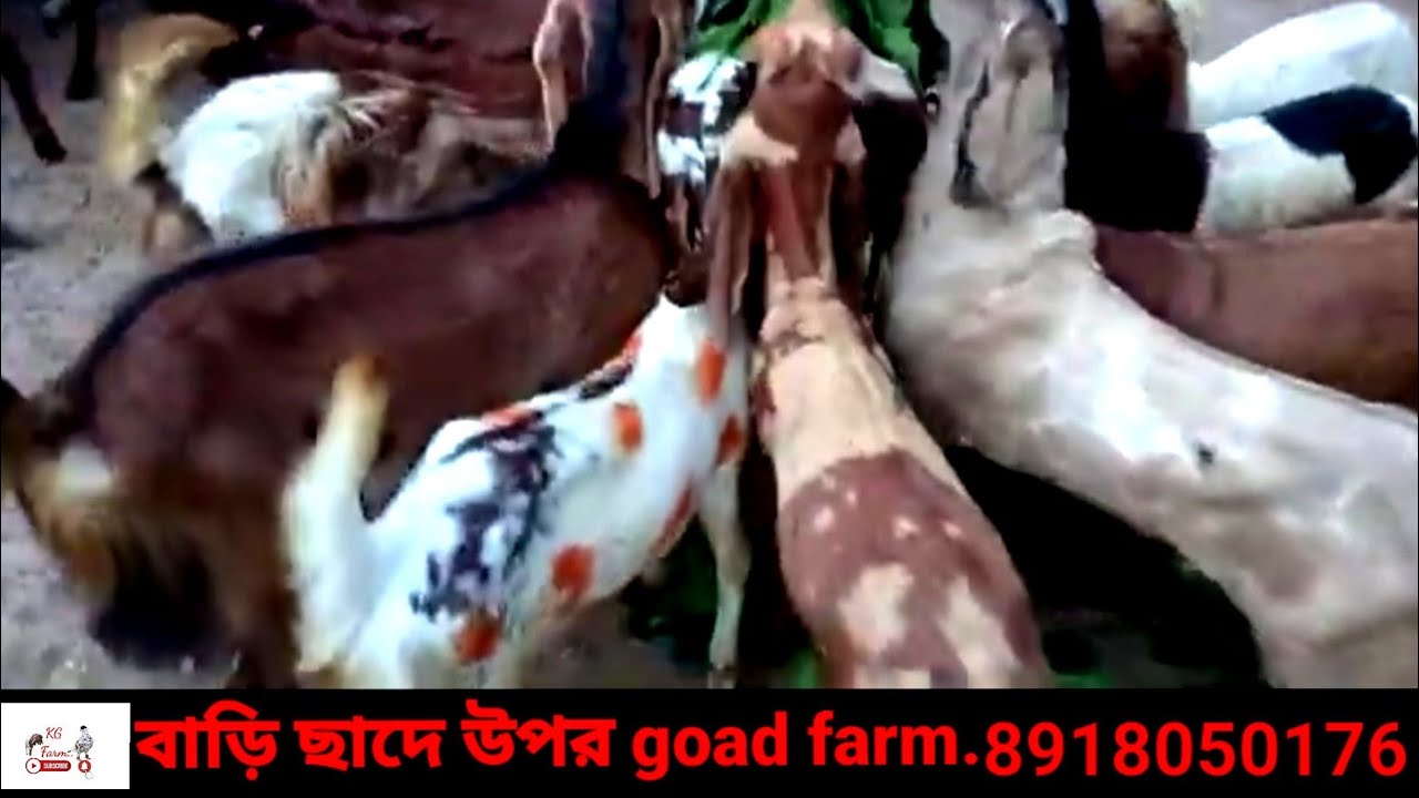 goad farming.এখন থেকে আরোসহজ পদ্ধতিতে।বাড়ির ছাদ উপরGoad Farm।না দেখে ...