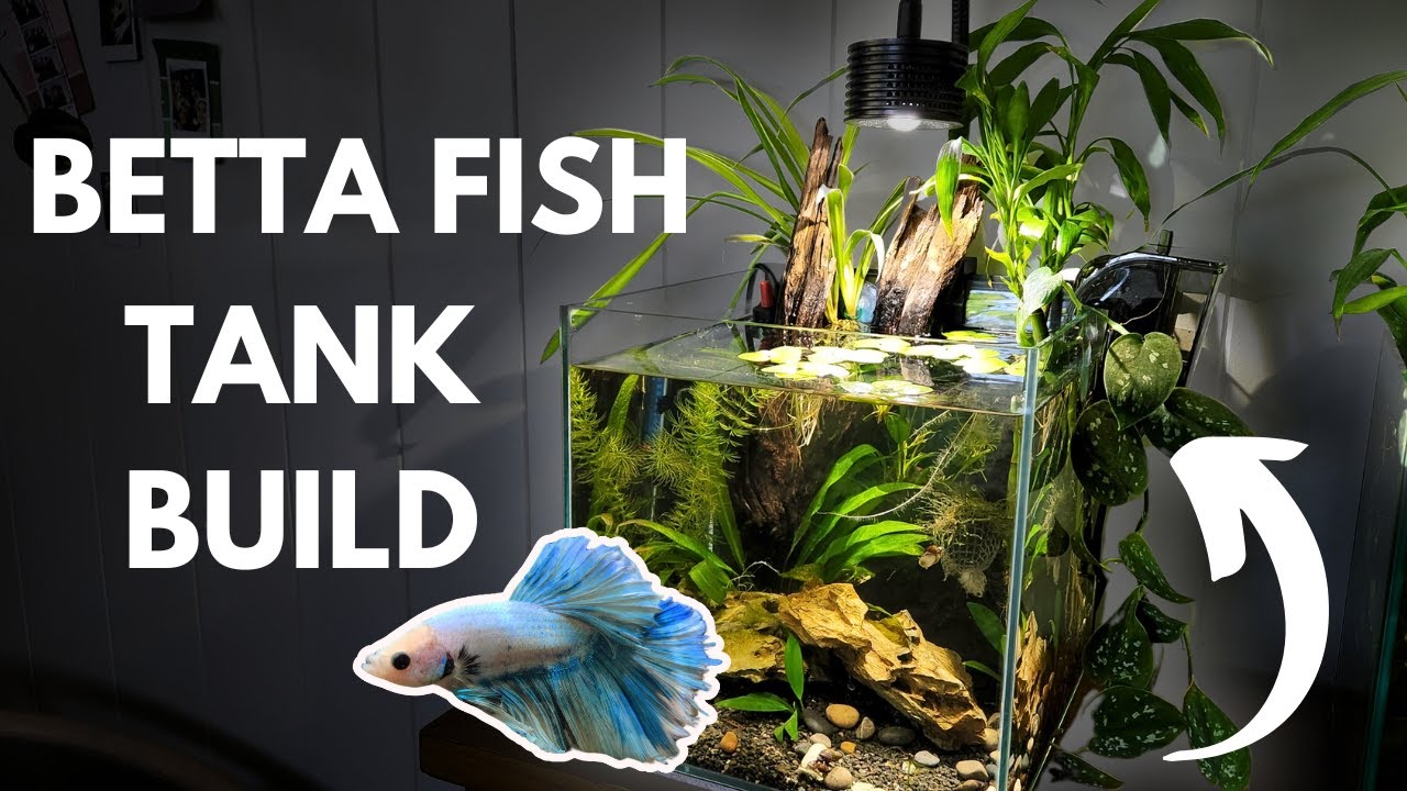 BETTA FISH TANK BUILD! Budget Edition - YouTube