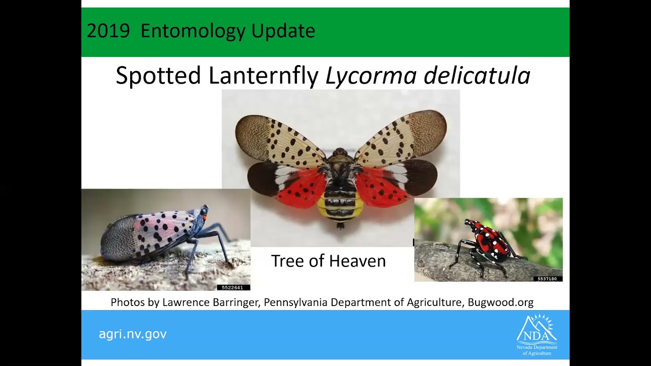 NDA Lunch & Learn - Invasive Insect Surveys, October 2021 - YouTube