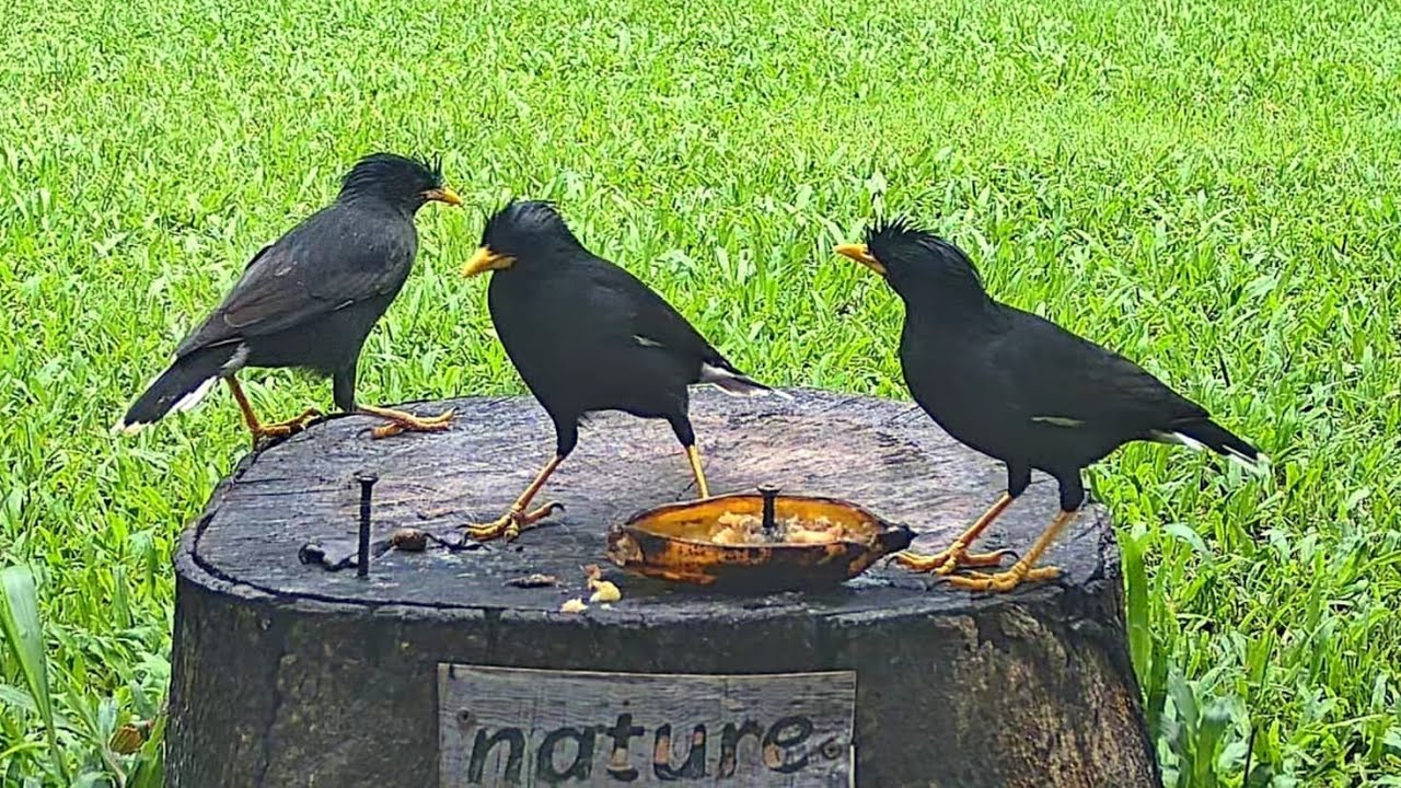 Early Morning Birds # Bulbul - Myna - Sparrow # Backyard Birds ! - YouTube