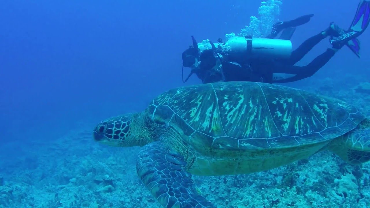 Green Sea Turtle || Gun Beach, Guam - YouTube