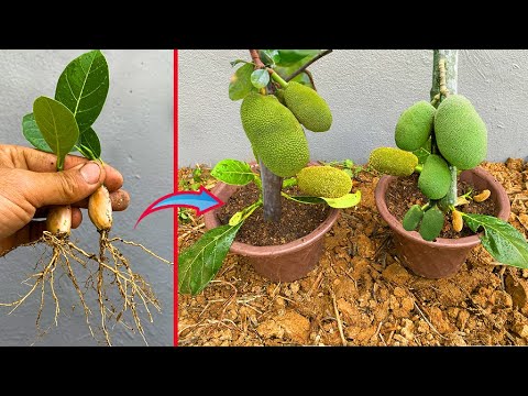 How to grow jackfruit from jackfruit seed | how to propagate jackfruit ...