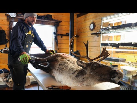 Butchering a Caribou and Homemade Liver Piroshkis