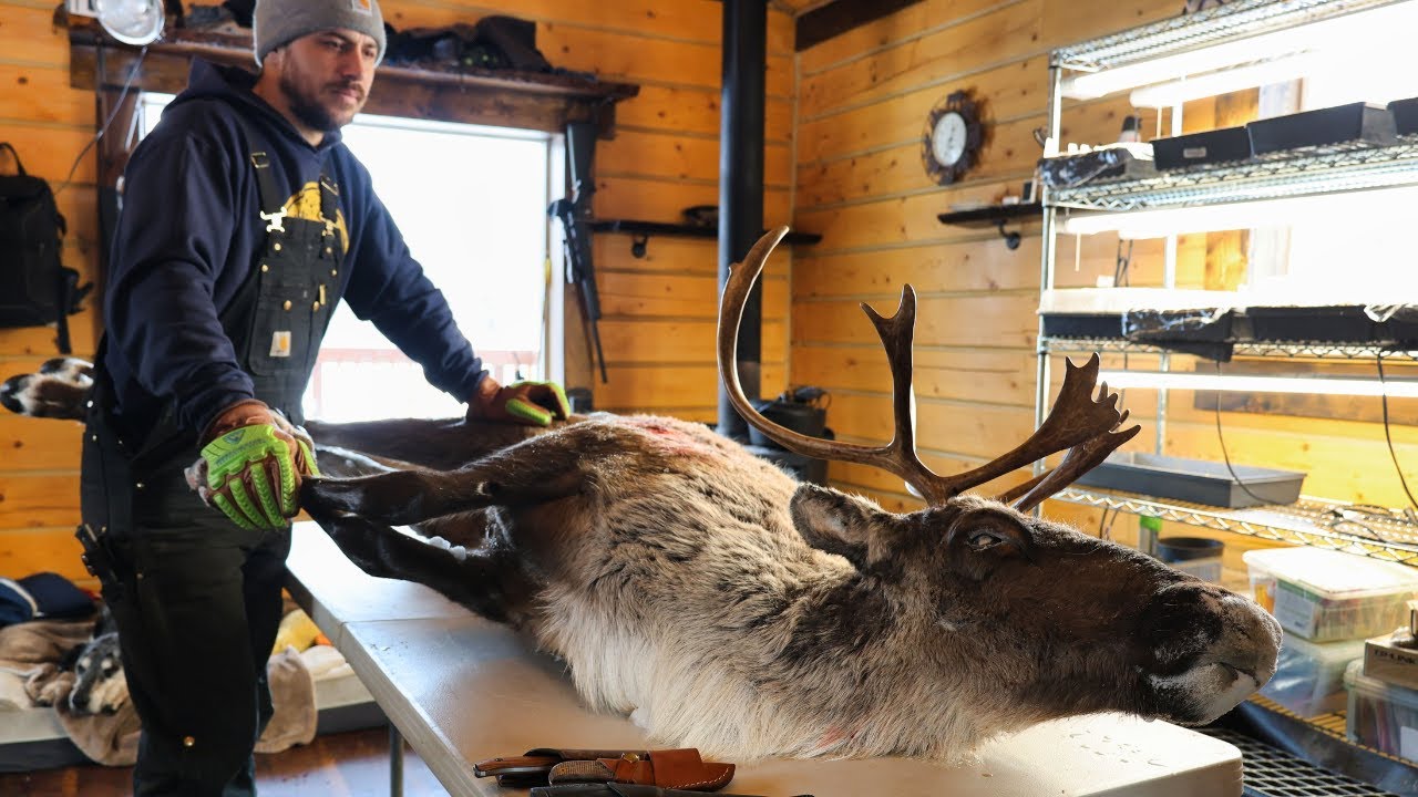 Butchering a Caribou and Homemade Liver Piroshkis - YouTube