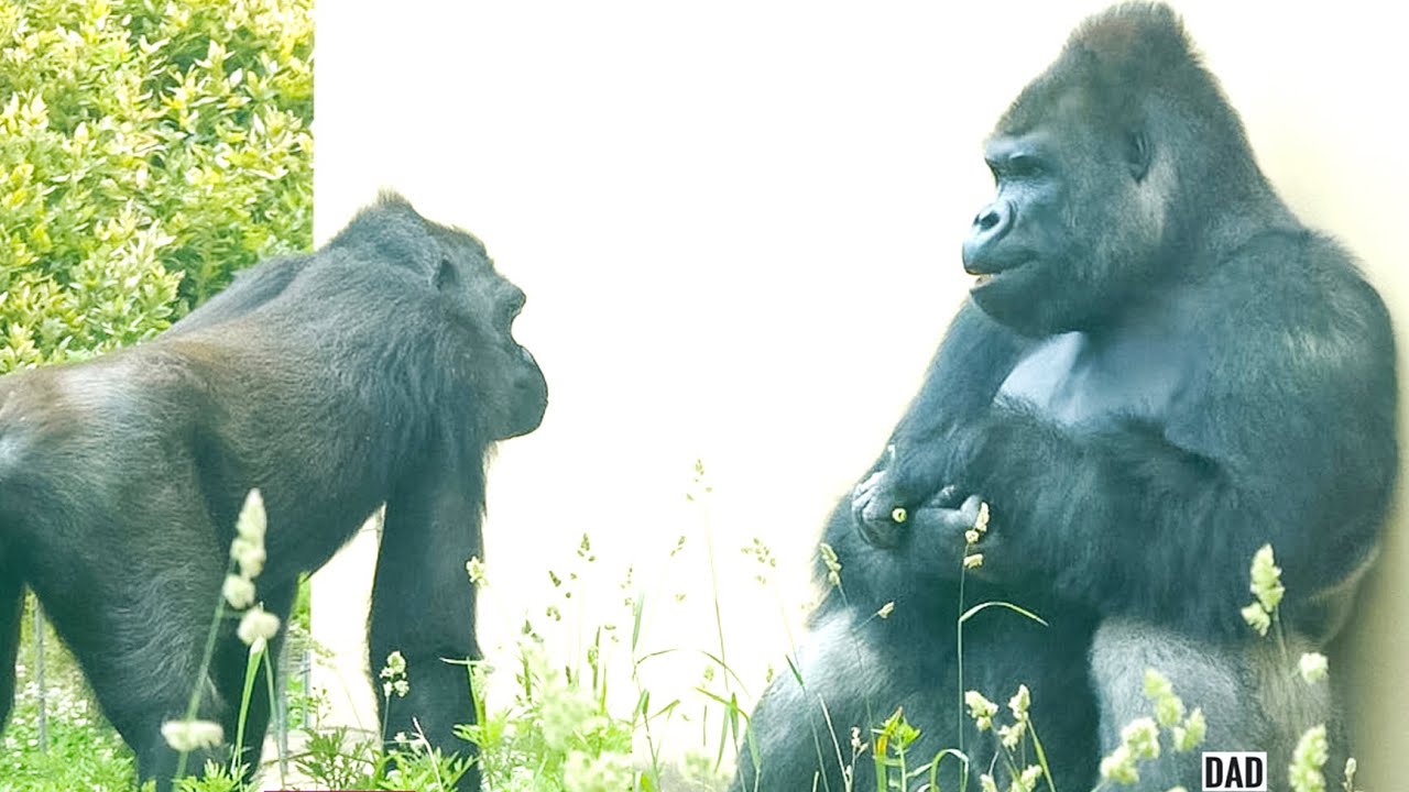 Silverback Gorilla Wants To Stay With His Daughter | The Shabani's ...