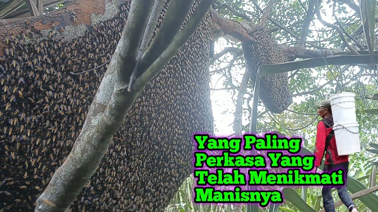 Yang Terkuat Dan Yang Paling Cepat Yang Bisa Dapat Madu Ini #lebah#madu ...