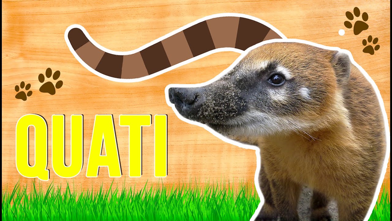 CURIOSIDADE SOBRE QUATIS | RICHARD RASMUSSEN - YouTube