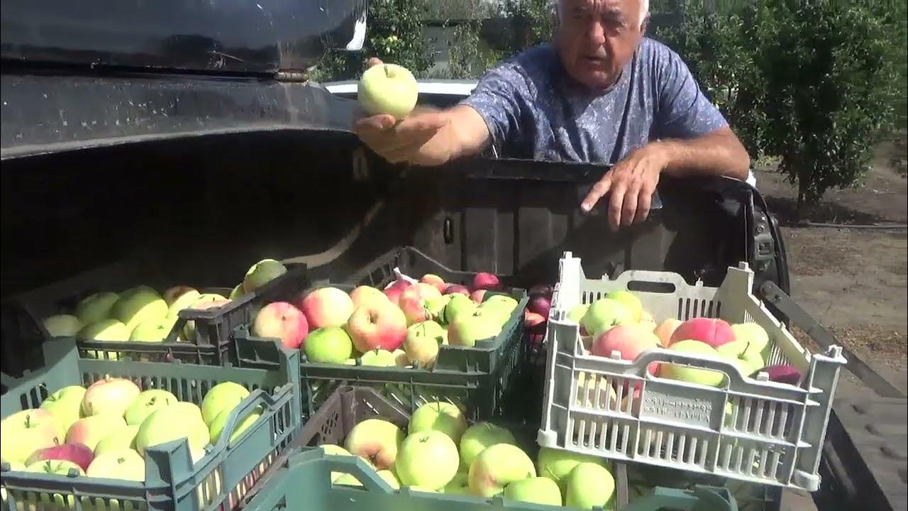 СОРТА ЯБЛОК ФУДЖИ, ВИЛЬЯМС ПРАЙТ, СОЛНЫШКО ПОЗДНЕЛЕТНИЕ ВКУСНЫЕ ЯБЛОКИ ...