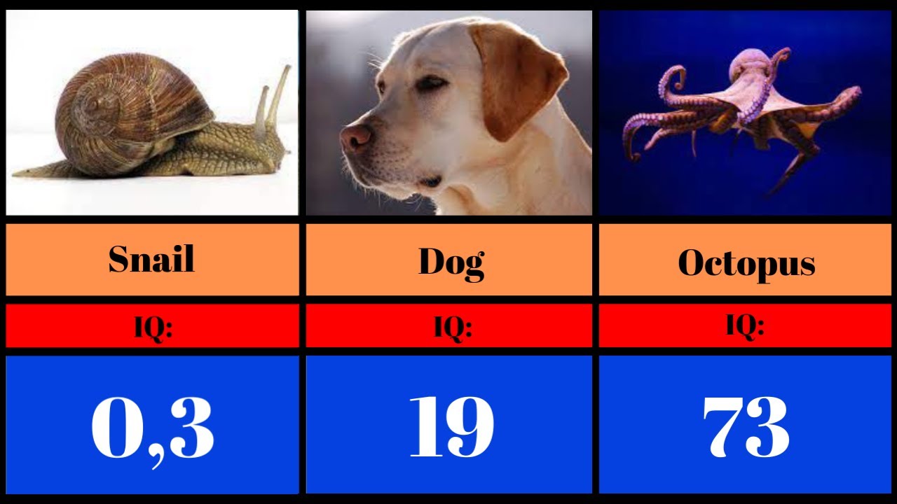 Preserving the Meaning: IQ Levels of Different Animal Species. - YouTube