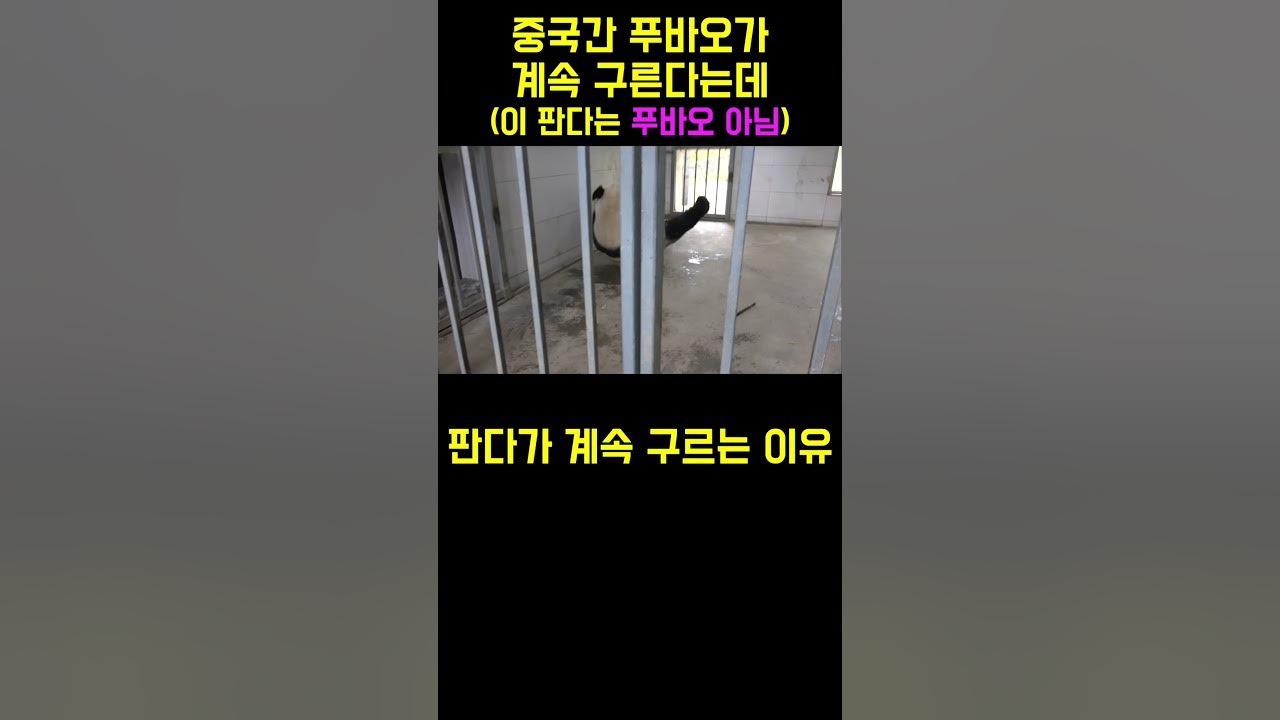 한국농수산tv 푸바오가 중국에서 계속 구른다는데 구르고 있는 판다는 푸바오 아님 다이리란 판다입니다 오해 마세요~ Youtube