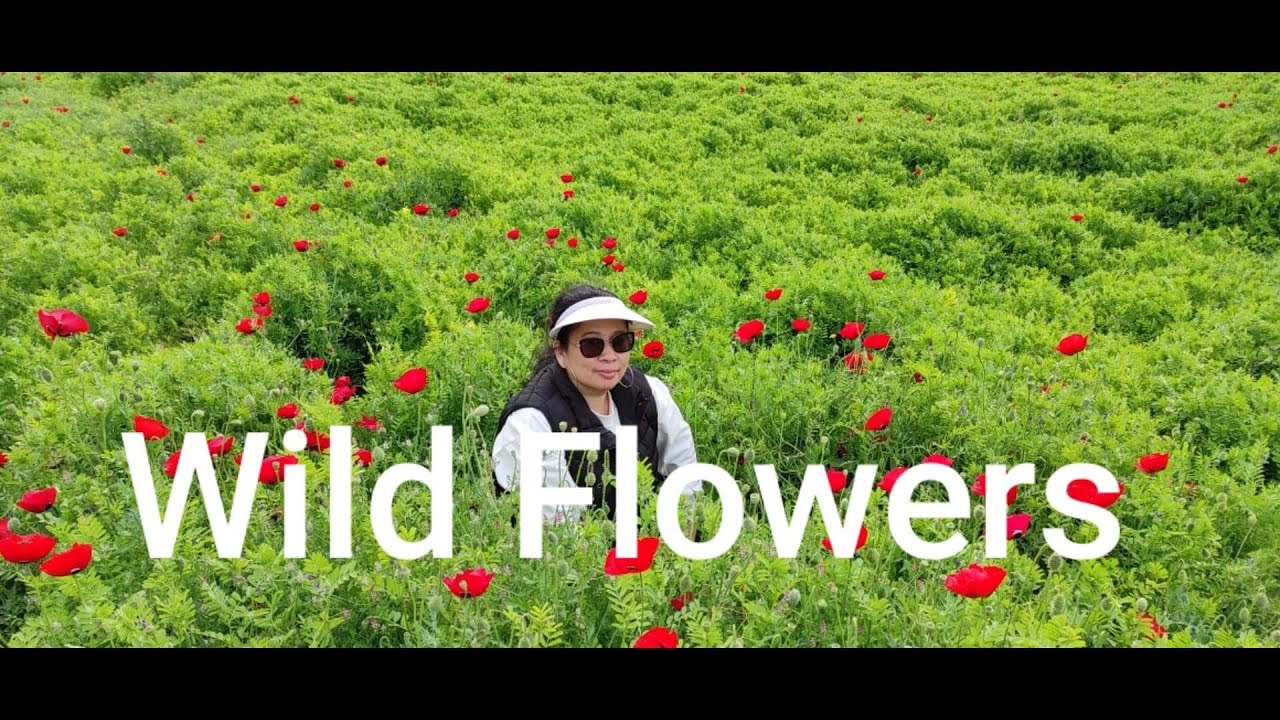 THE ANEMONE THE BEAUTIFUL WILD FLOWERS/ ISRAEL NATIONAL FLOWER - YouTube