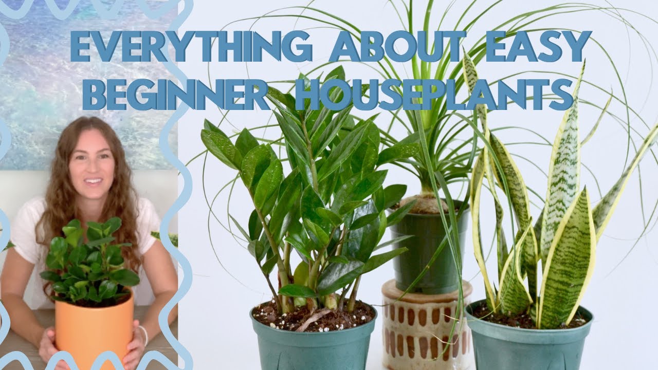 5 Easy Houseplants | Plus Tips for Beginners - YouTube