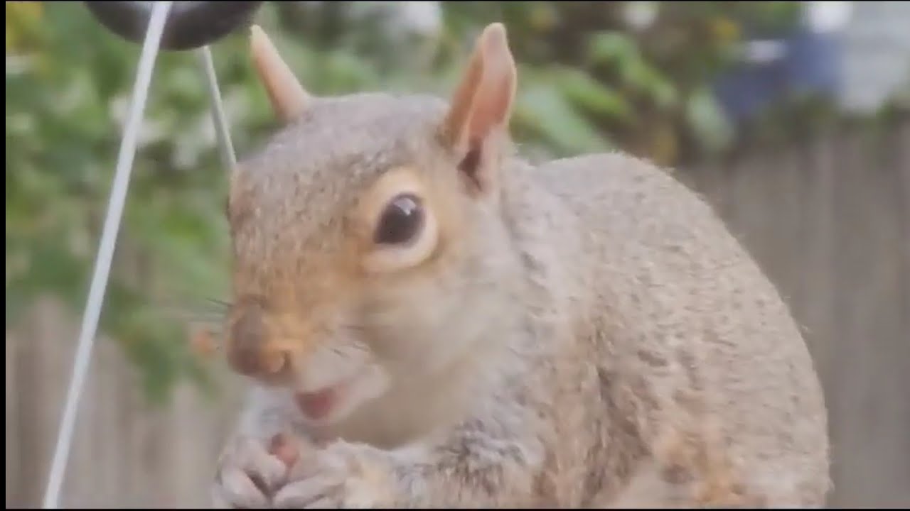 A Commando Squirrel - YouTube